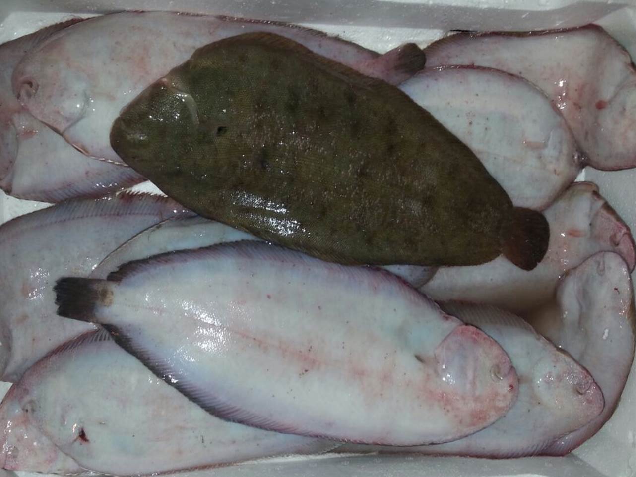 Sogliola - il mio cibo