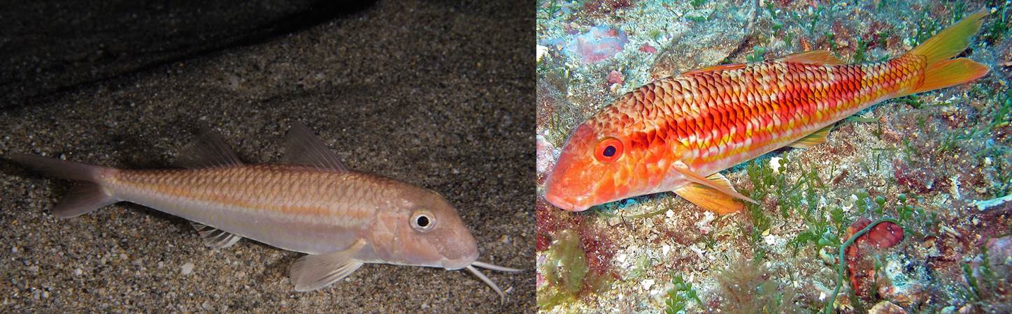 Triglia - il mio cibo