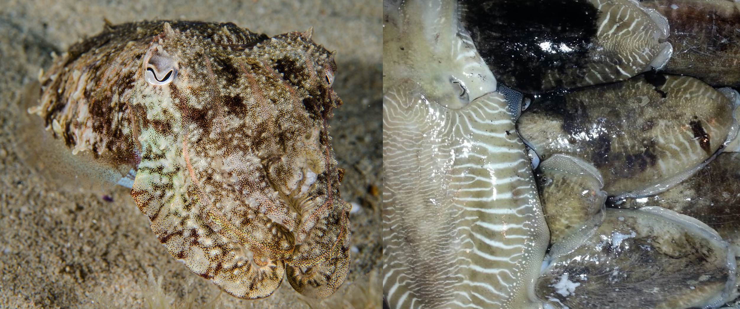 Seppia - il mio cibo